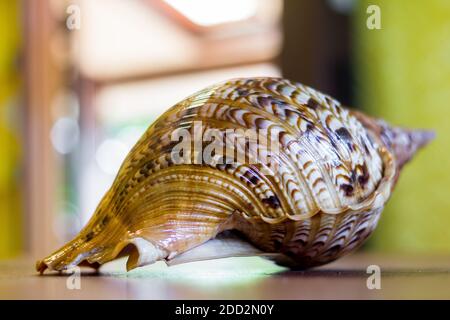 Giant triton shell from Palawan, Philippines Stock Photo - Alamy