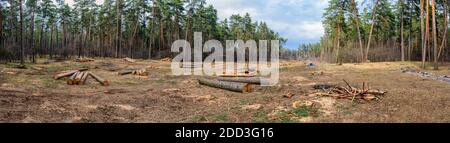 Deforestation concept panorama. Stump of tree after cutting forest. Oak ...