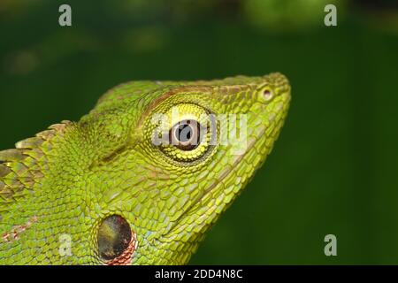 Bronchocela jubata or the maned forest lizard on the grass. Called ...
