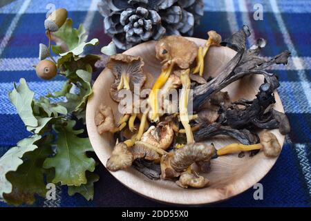 Wild golden chanterelle mushrooms in the forest Stock Photo - Alamy