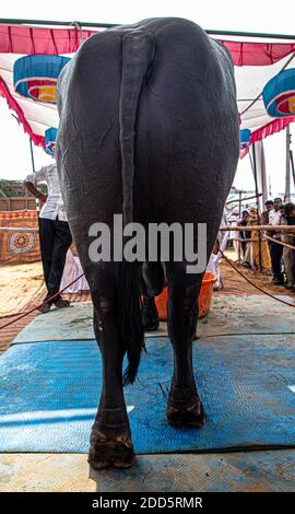 portrait of most expensive bull or buffalo Stock Photo - Alamy