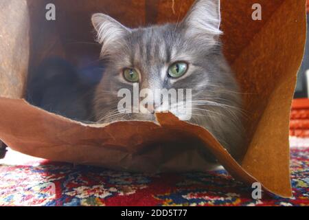 Grey Medium-hair Cat Stock Photo - Alamy