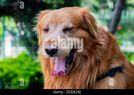 BOGOTA, COLOMBIA - NOVEMBER, 2020: Beautiful historic house at the ...