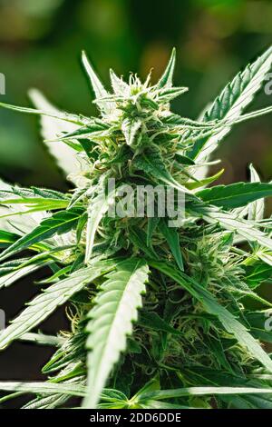 Ripe cannabis plant - Short Rider. Blooming female marijuana flower and ...