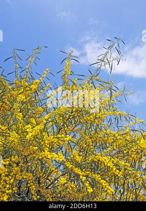 Mimosa Tree, Var in French Riviera Stock Photo - Alamy