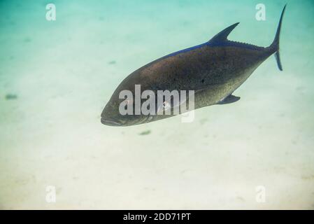 Underwater photo of a Bluefin Trevally aka Bluefin Kingfish (Caranx ...