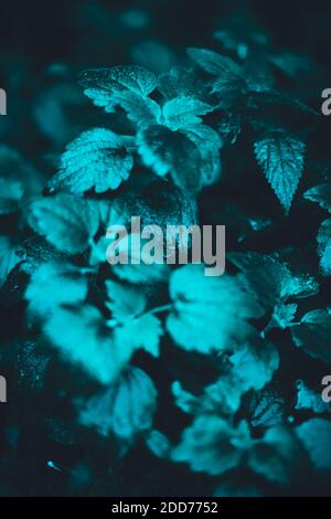 Turquoise plants in the twilight forest Stock Photo - Alamy
