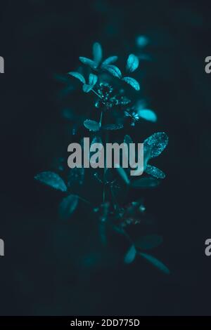 Turquoise plants in the twilight forest Stock Photo - Alamy