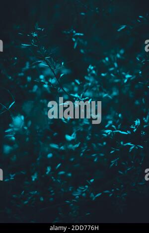 Turquoise plants in the twilight forest Stock Photo - Alamy