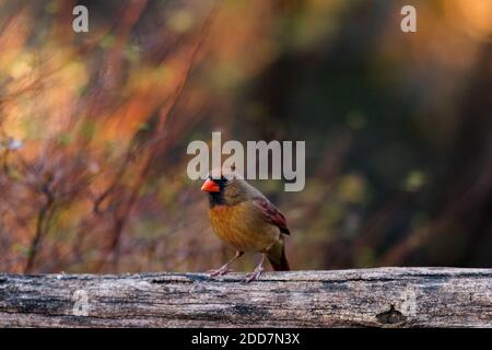 Cute Bird In Central Park Chilling On A Rock Stock Photo - Alamy