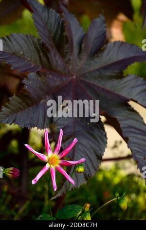 dahlia honka pink,yellow pink red vermillion flowers,star shaped flower ...