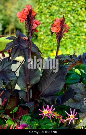 Canna australia, red vermillion flowers,red flower,flowers, flowering ...