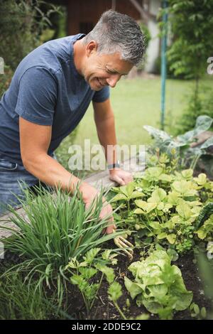 Man planting raised bed Stock Photo - Alamy