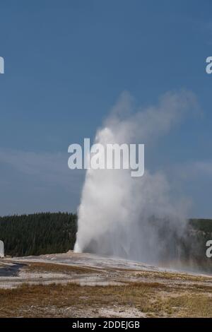 Lodgepole Pines, Pinus contorta, are an iconic tree of Yellowstone ...