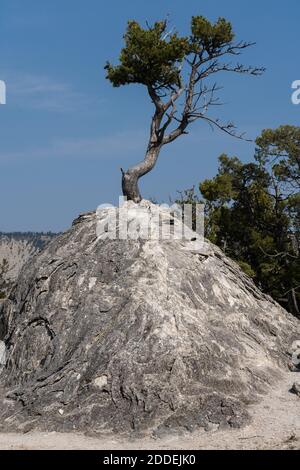 A lone lodgepole pine atop a sinter mound by Aphrodite Terrace in ...