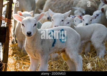 White faced new born Lleyn lamb climbing on mother ewe on a farm at ...