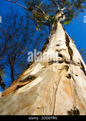 Bark less trees in Southern California Stock Photo - Alamy