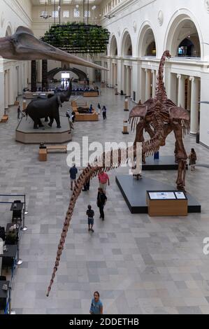 Maximo the titanosaur a long neck plant eating dinosaur in the Stanley ...