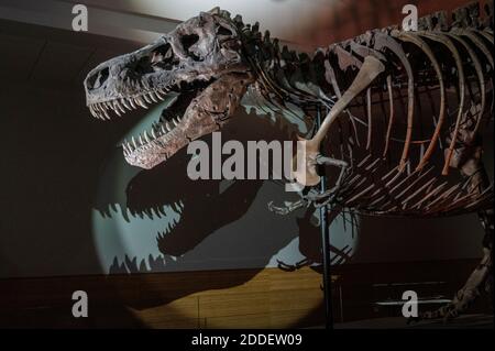 Sue the T. Rex, Tyrannosaurus Rex skeleton, the field museum, Chicago ...