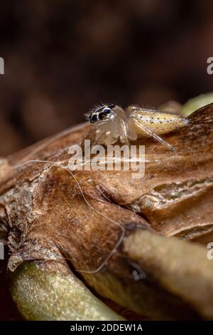 Jumping spider of the genus Colonus Stock Photo - Alamy