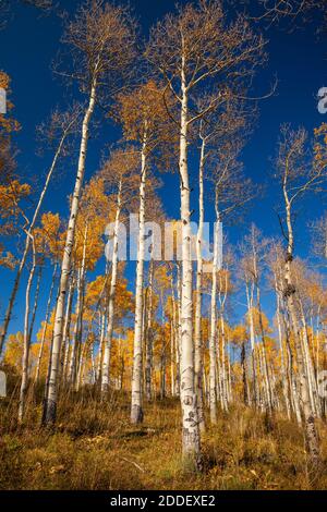 Looking up into a forest of colorful aspen trees in fall taken with ...