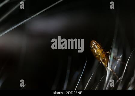 Northern rat flea (Nosopsyllus fasciatus) on a brown rats fur Stock ...
