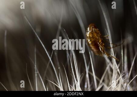 Northern rat flea (Nosopsyllus fasciatus) on a brown rats fur Stock ...
