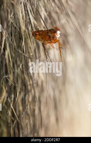 Northern rat flea (Nosopsyllus fasciatus) on a brown rats fur Stock ...