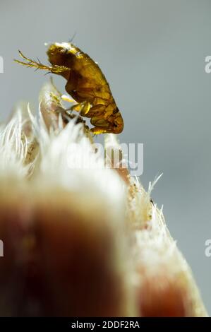 Northern rat flea (Nosopsyllus fasciatus) on a brown rats fur Stock ...