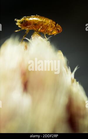 Northern rat flea (Nosopsyllus fasciatus) on a brown rats fur Stock ...