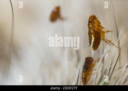 Northern rat flea (Nosopsyllus fasciatus) on a brown rats fur Stock ...