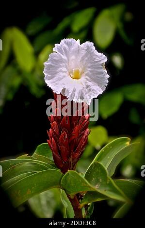 Ginger blossom in full bloom, Singapore Botanic Gardens Stock Photo - Alamy