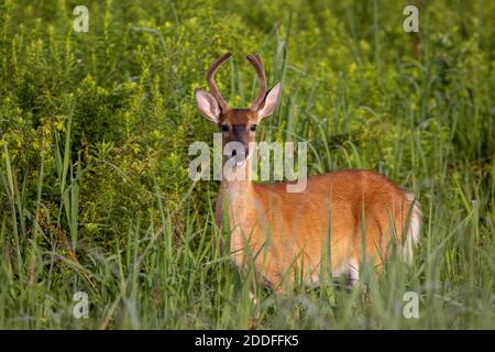 A Three Point yearling Buck in a grass field in the back forty Stock ...