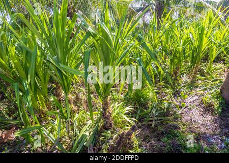 Pandanus plants used in mat weaving in Biliran, Philippines Stock Photo ...