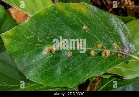 Galls of Hairy Beech Gall, Hartigiola annulipes caused by a gall-midge ...