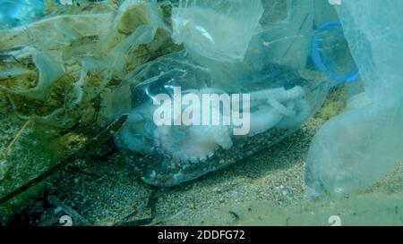 Dead octopus inside plastic bottle on seabed among the plastic and ...