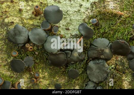 Black bulgar or Bachelor's Buttons (Bulgaria inquinans) a jelly fungus ...