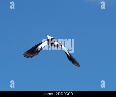 australian magpie in flight with wings out stretched, western australia ...