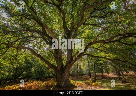 Ancient pollarded common oak Quercus robur at Moyles Court New Forest ...