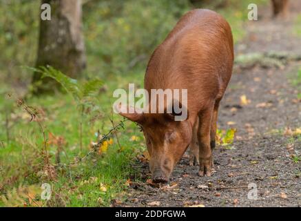 Tamorth pigs out to pannage, eating acorns, in the New Forest in autumn ...
