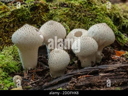 Common Puffball, Lycoperdon perlatum, New Forest, Hampshire, UK. Edible ...