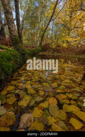 Mixed woodland in full Autumn colour at Aldon, Onibury, Craven Arms ...