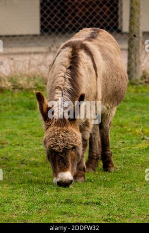 Âne du Cotentin Stock Photo - Alamy