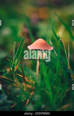 Wild mushroom Conocybe Filaris - Fool's Conecap in the wild at ...