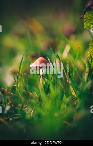 Wild mushroom Conocybe Filaris - Fool's Conecap in the wild at ...