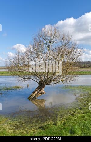 Sowey River flood relief channel overflowing its banks onto Aller Moor ...