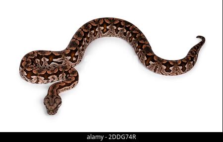 Top view full lenght of Dumeril's boa aka Acrantophis dumerili snake ...