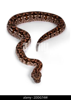 Top view full lenght of Dumeril's boa aka Acrantophis dumerili snake ...