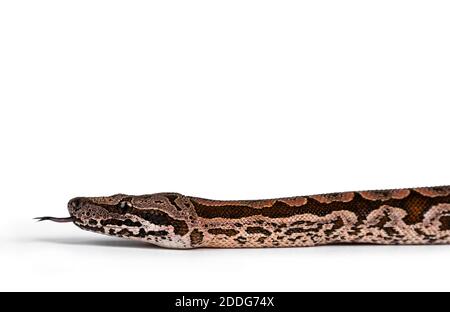 Side view of the head of a Dumeril's Boa, Boa dumerili, showing the ...