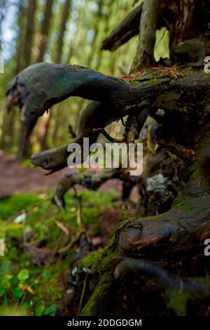 uprooted tree stump in the morning in the tall grass Stock Photo - Alamy